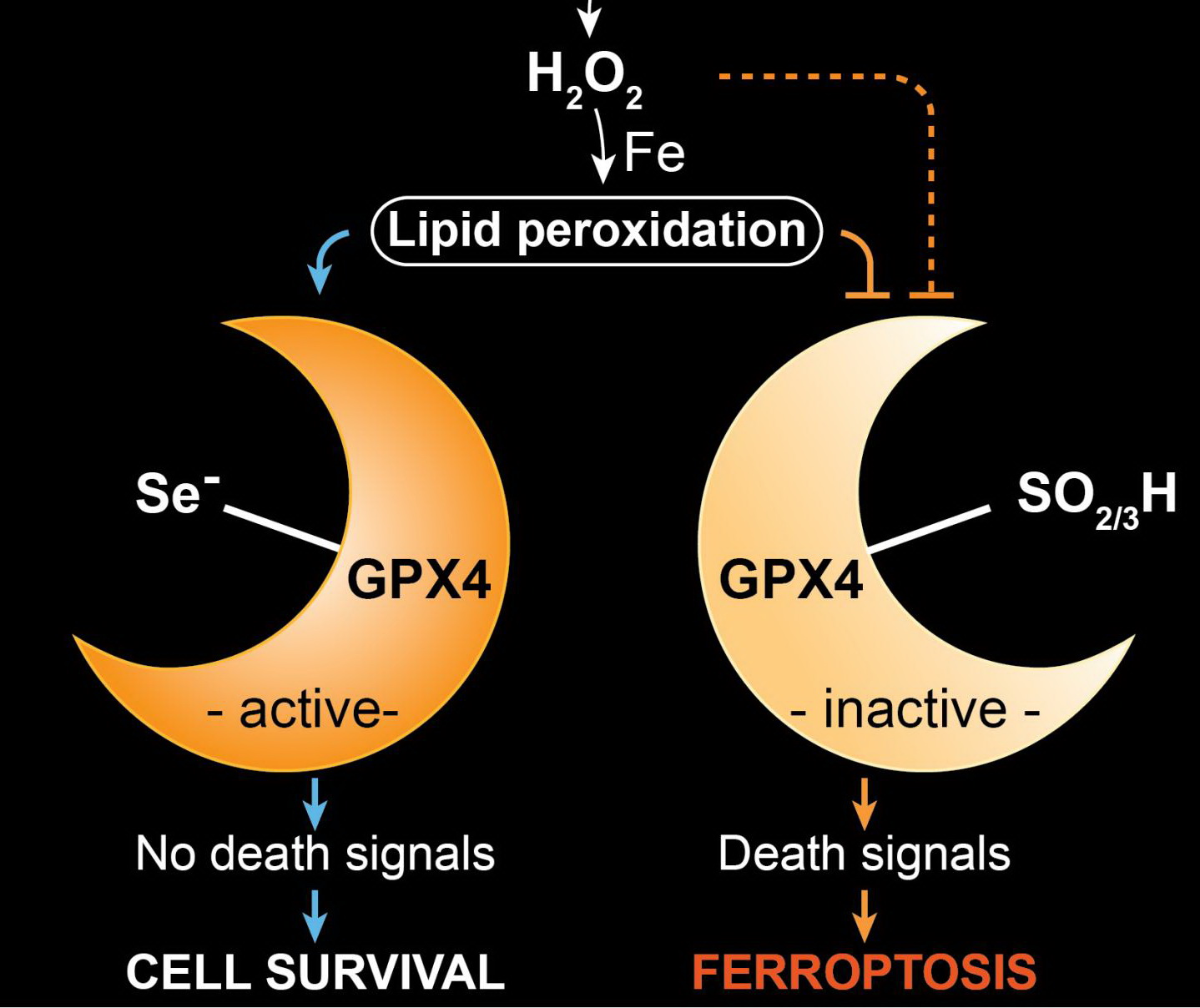 Селен захищає нервові клітини | Збруч